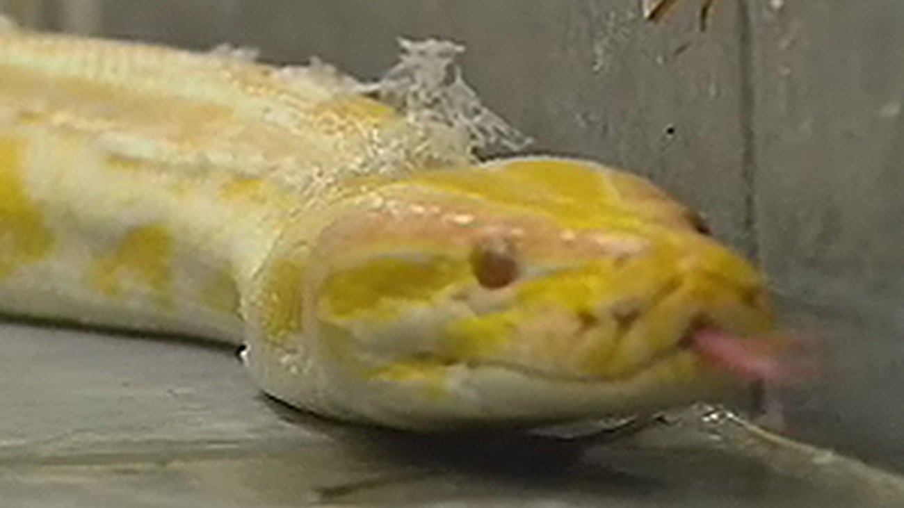 Una serpiente pitón albina suelta por la calle