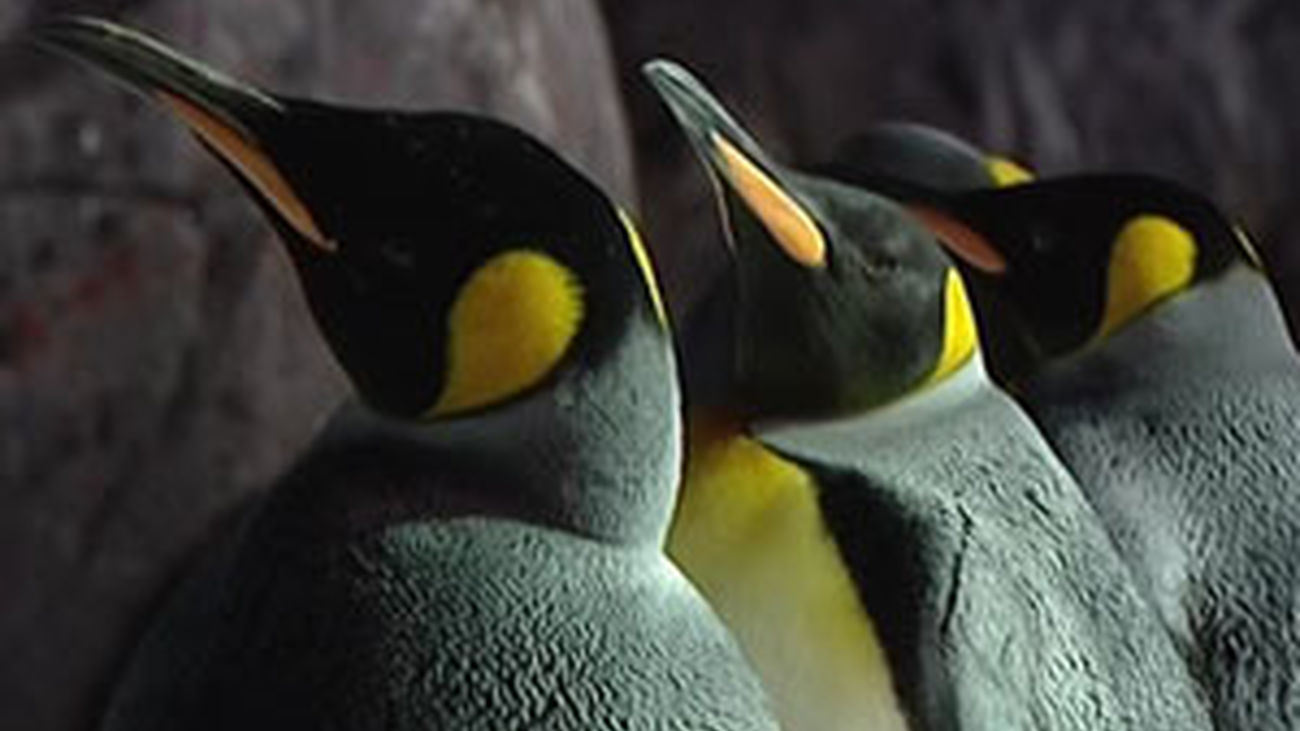 Nos colamos en la vida de los pingüinos