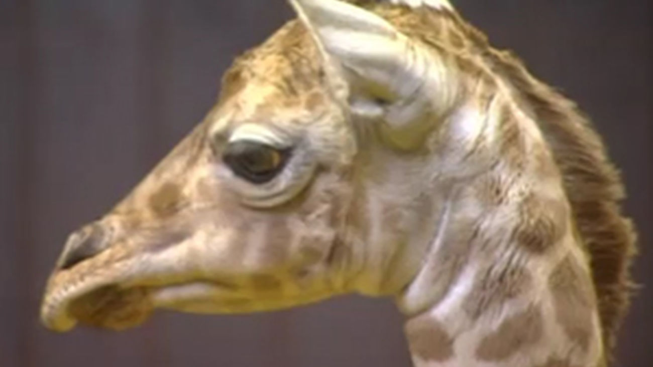 Nace una jirafa en el Zoo de Madrid, la primera de su especie en 35 años