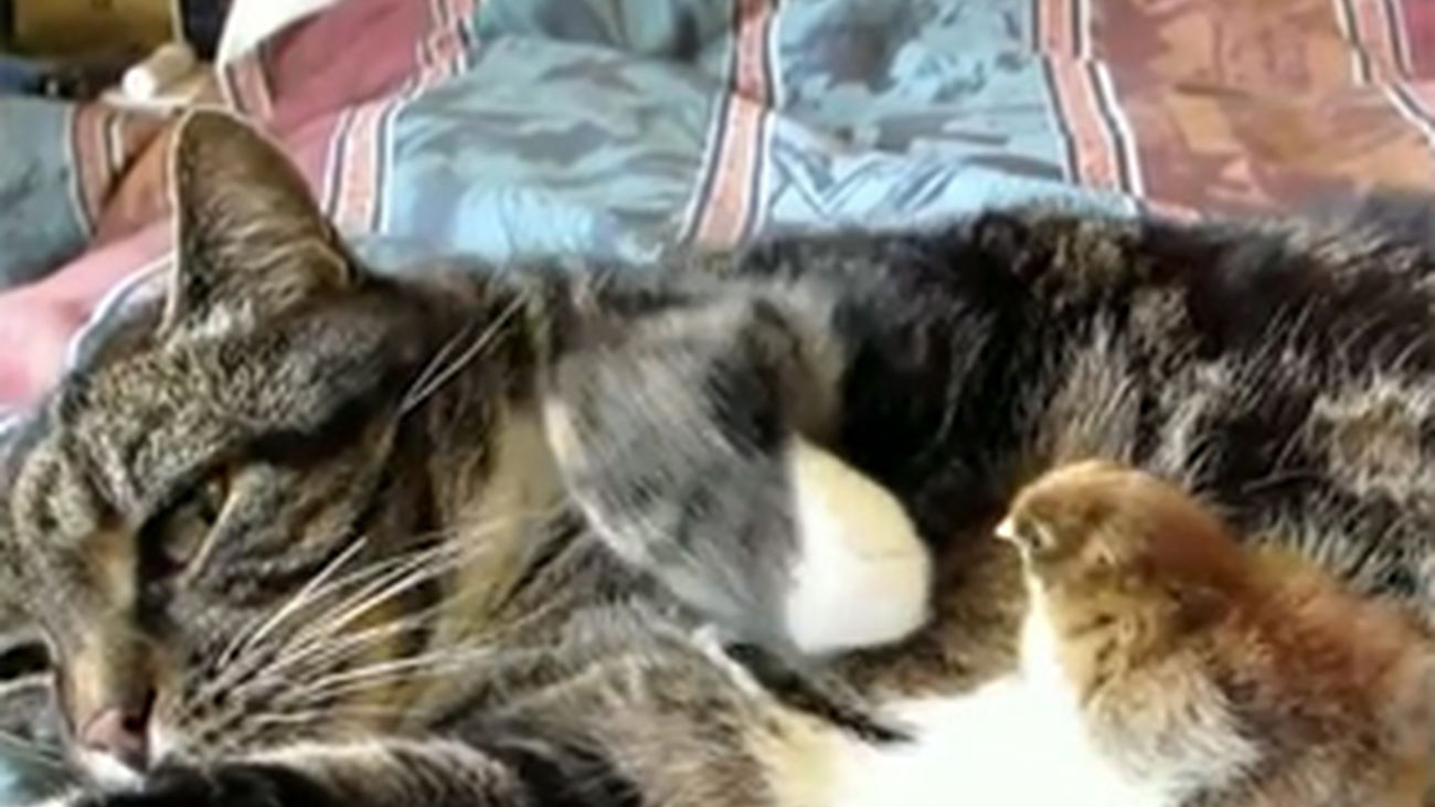 Amor entre un gato y un pollo