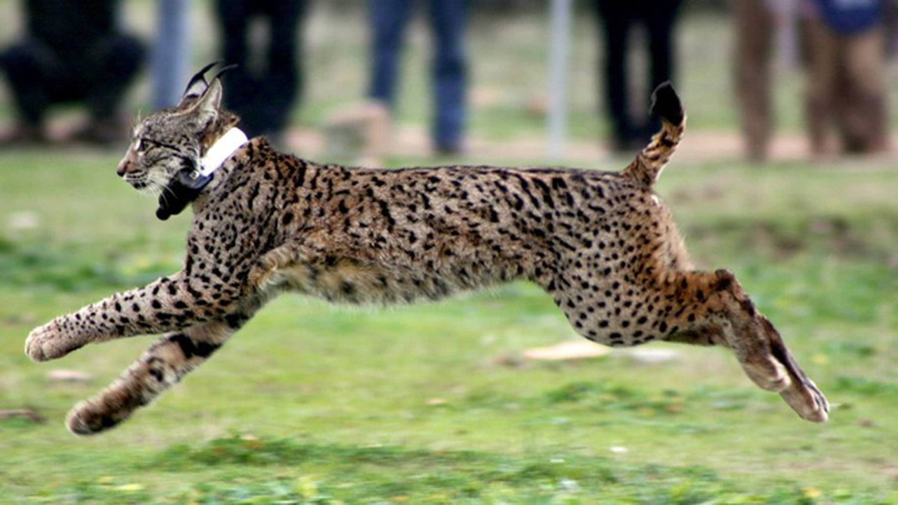 Tres o cuatro linces viven ya en la Comunidad de Madrid
