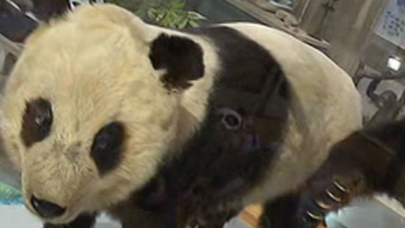 Chu-Lin, disecado en el Museo Nacional de Ciencias Naturales