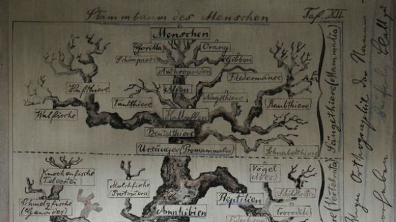 Se cumplen 150 años del primer 'árbol de la vida'