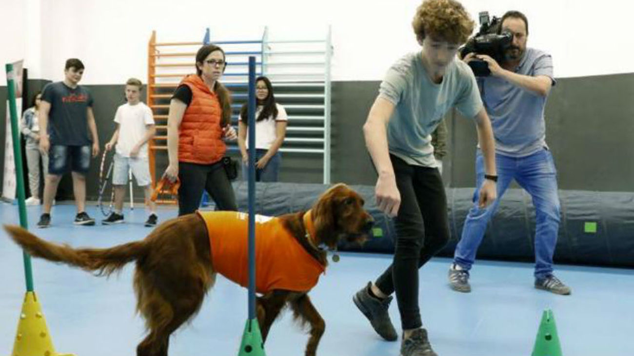 Perros para prevenir el 'bullying'