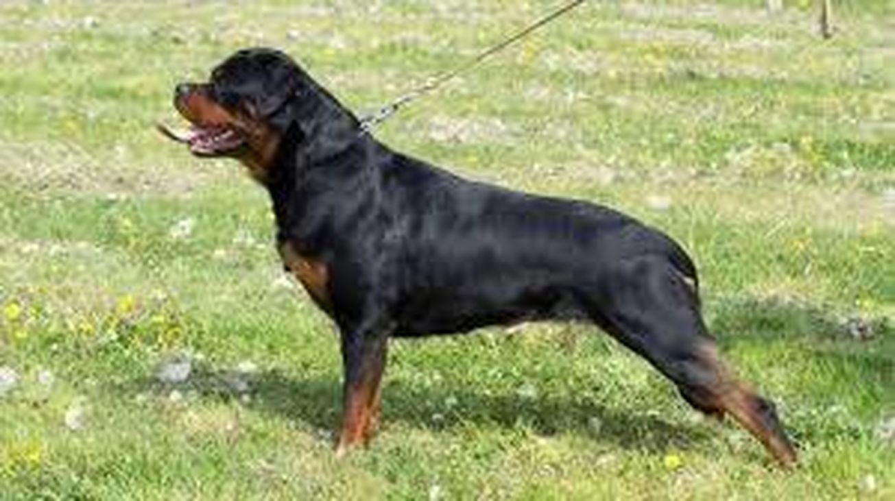 Los Rottweiler Son Buenos Perros De Caza