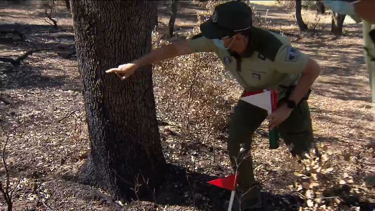 Así trabajan los agentes forestales para detectar el origen y las ...