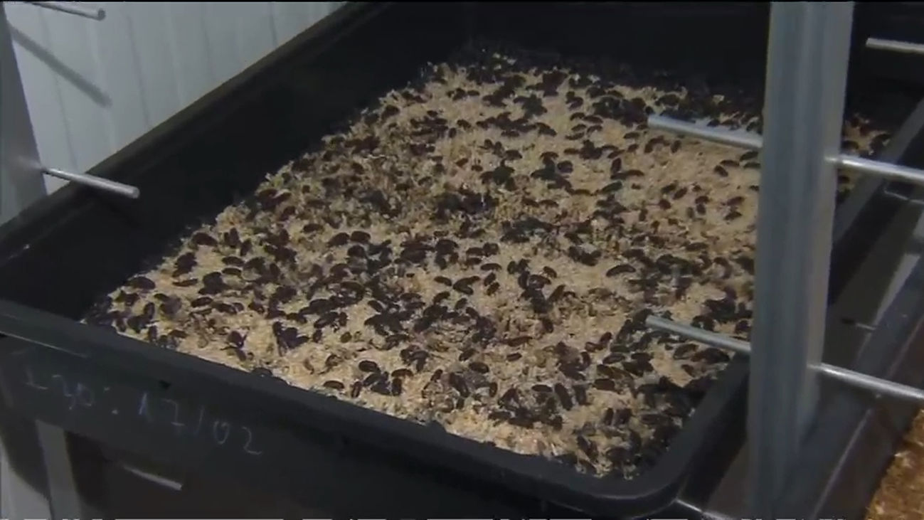 Así es por dentro una granja que cría insectos para consumo animal y ...