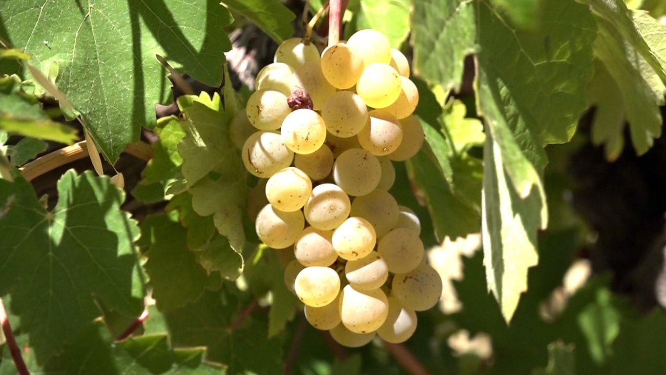 Vendimiando en agosto: las altas temperatras adelantan la recogida de uva