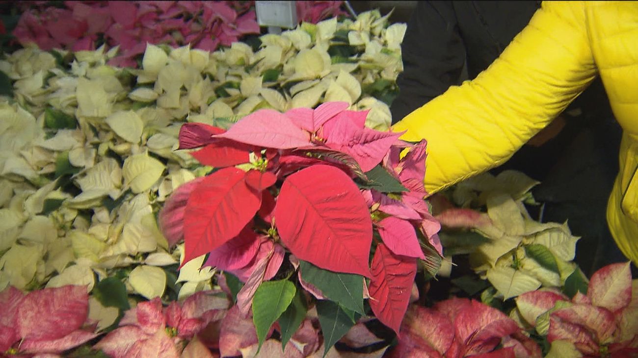 La flor de Pascua, regalo estrella en el puente de la Constitución