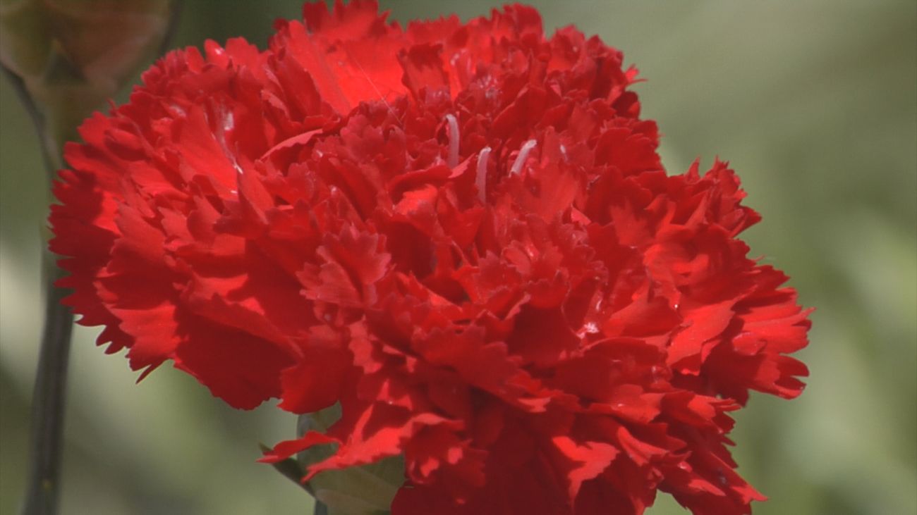 El significado oculto de los claveles de San Isidro en las chulapas