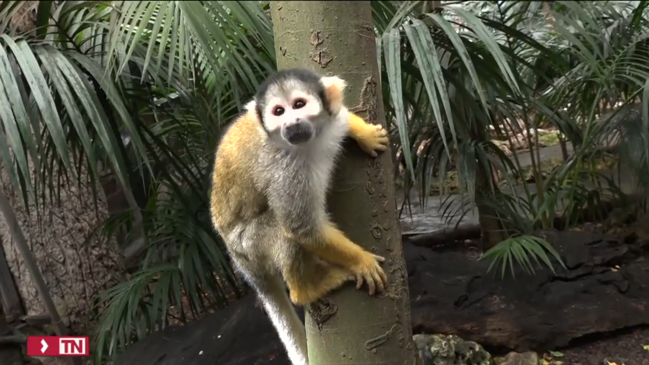 Los genomas de 233 especies de primates revelan aspectos de la ...