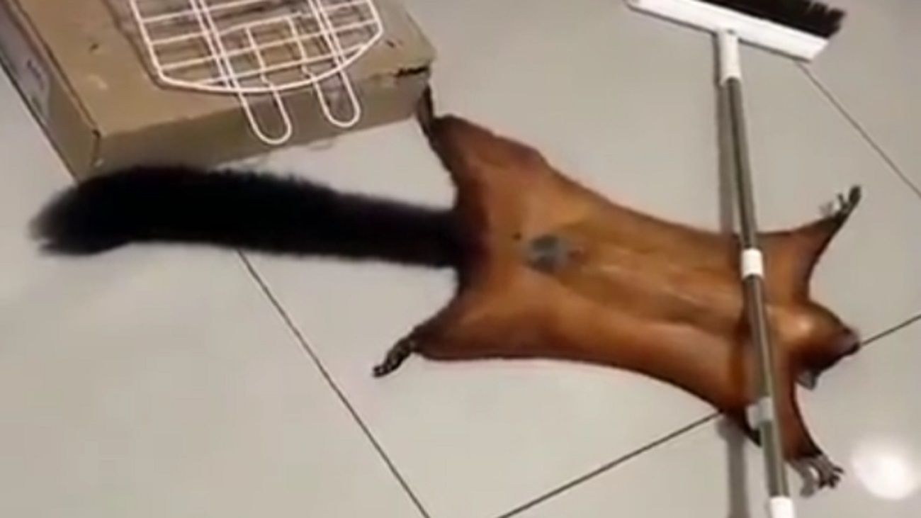 La Ardilla Mas Grande Jamas Matada