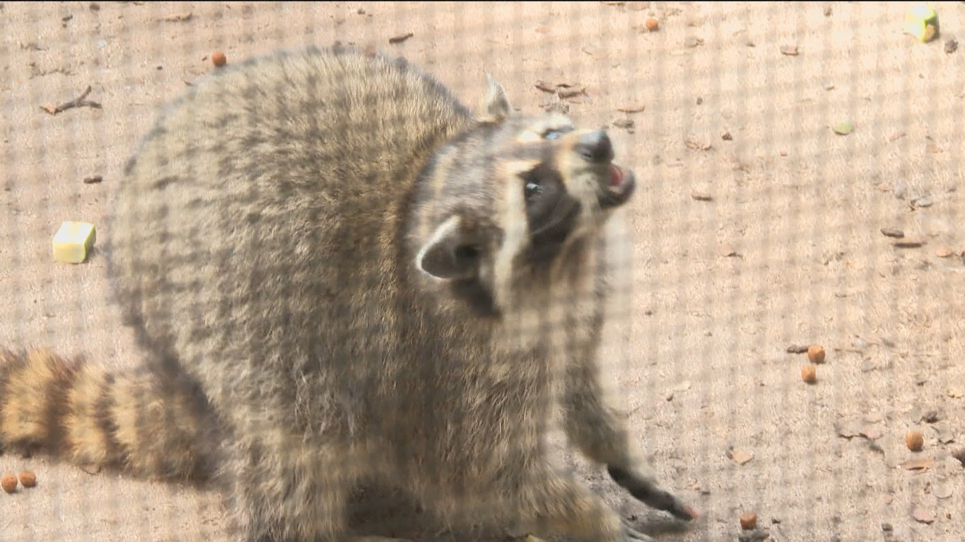 Capturados 900 mapaches durante los últimos 5 años en la Comunidad de ...