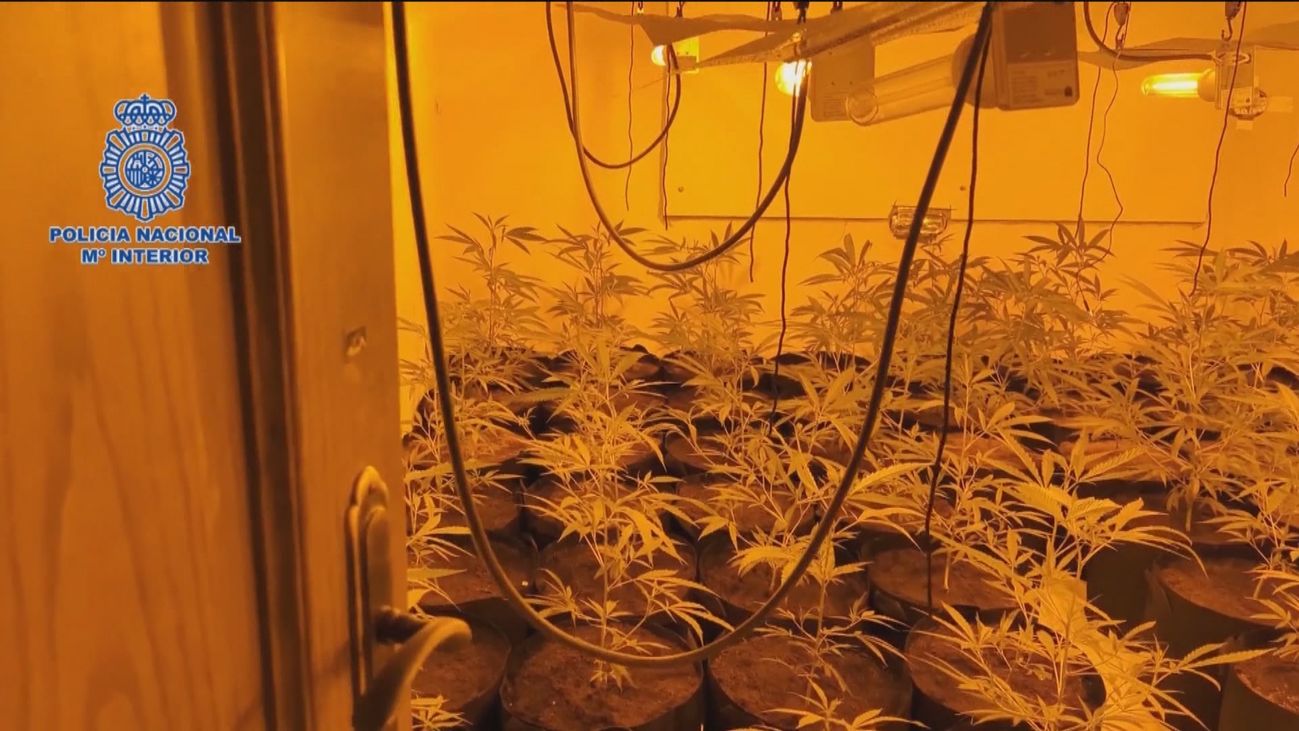 Detenida en Getafe una persona con 769 plantas de marihuana en un local comercial