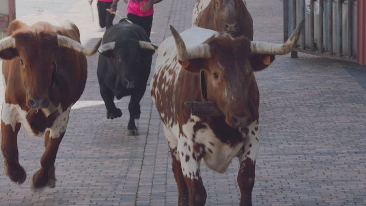 Ole, toro - Telemadrid