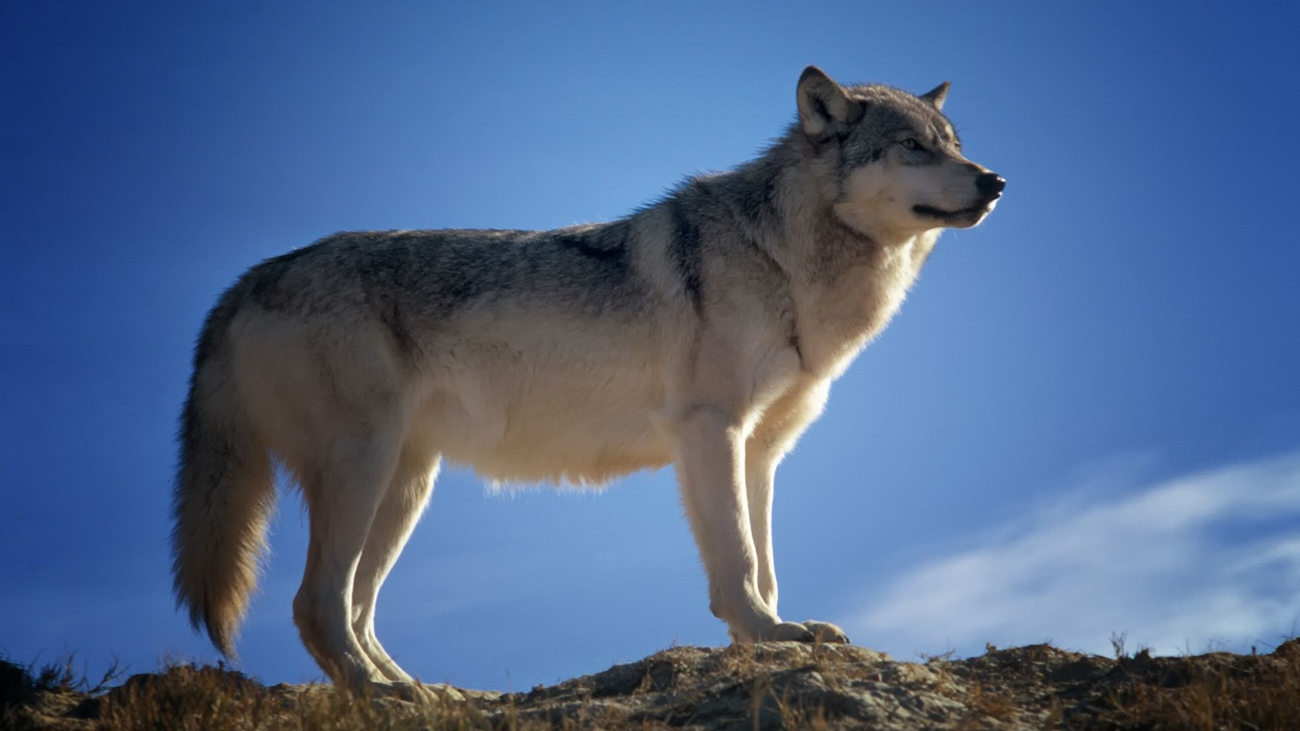 Ganaderos de Madrid denuncian ataques de lobos y piden más ayudas