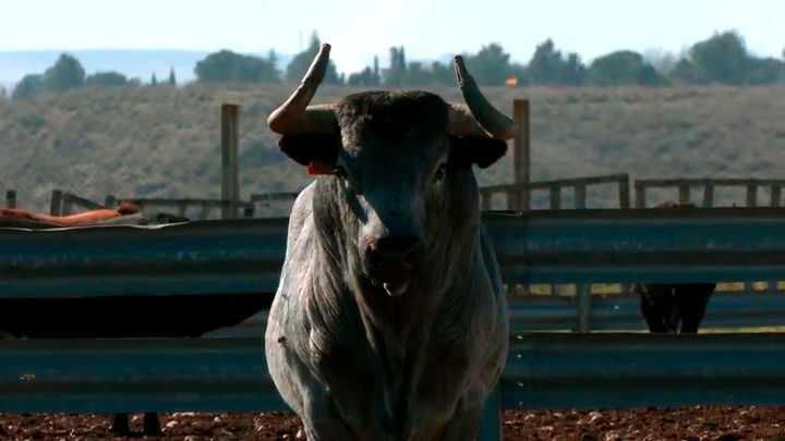 Toros en Telemadrid - Telemadrid