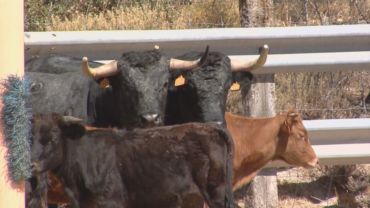 Así se preparan los toros para ‘La cagada del Manso’ en Navalcarnero