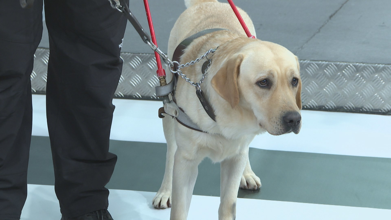 La ONCE explica cómo los perros guía aportan autonomía, seguridad y ...
